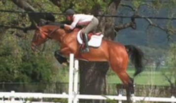 HORSE TIMES MAGAZINE :: THE LEADING EQUESTRIAN MAGAZINE IN THE MIDDLE ...